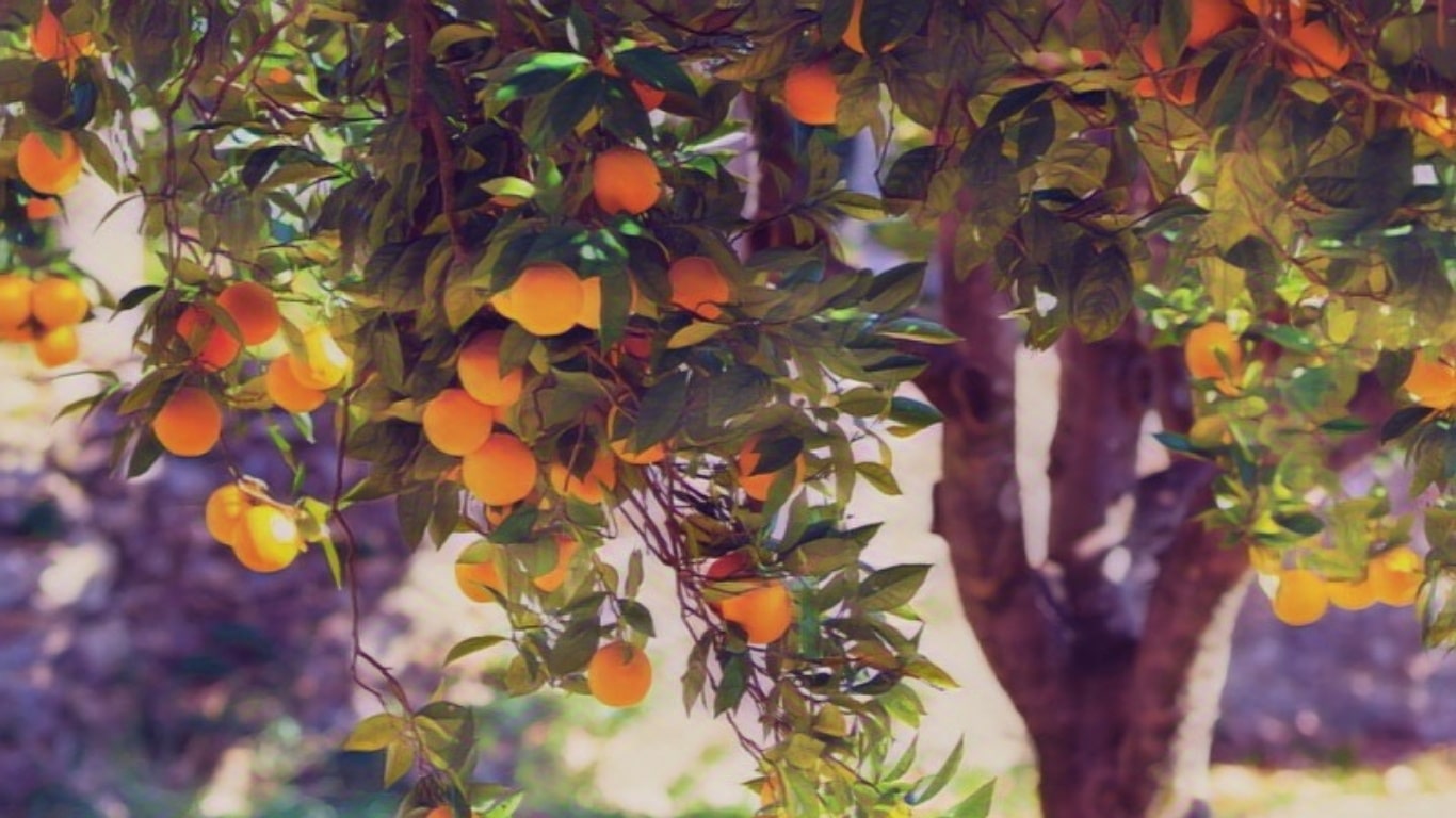 El naranjo de mi abuela doña Paz: el árbol que siempre da frutos.