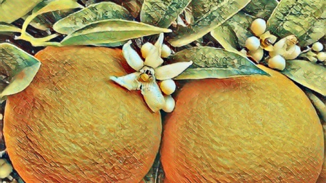 El naranjo de mi abuela doña Paz: el árbol que siempre da frutos.