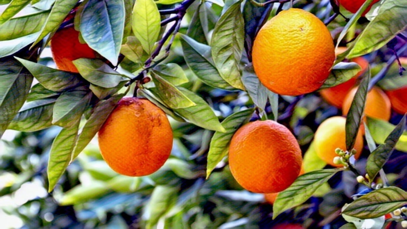 El naranjo de mi abuela doña Paz: el árbol que siempre da frutos.
